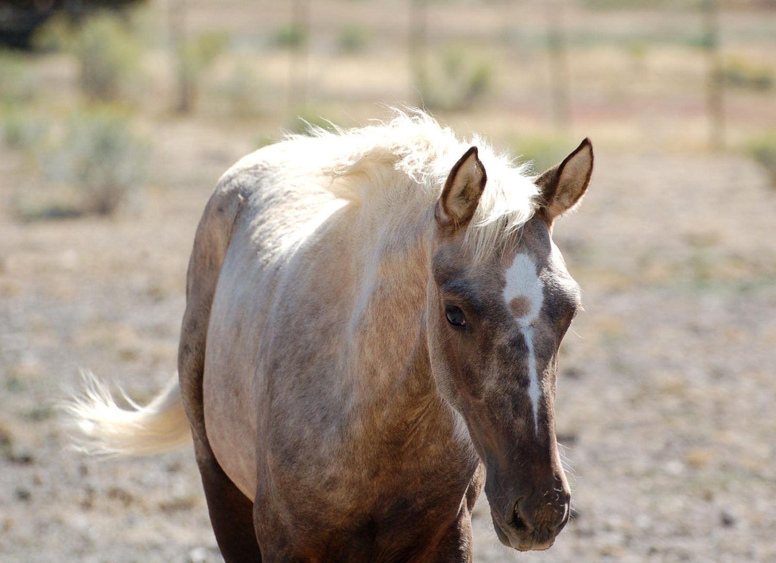 Lusitano Horses For Sale - Jaz Ranch